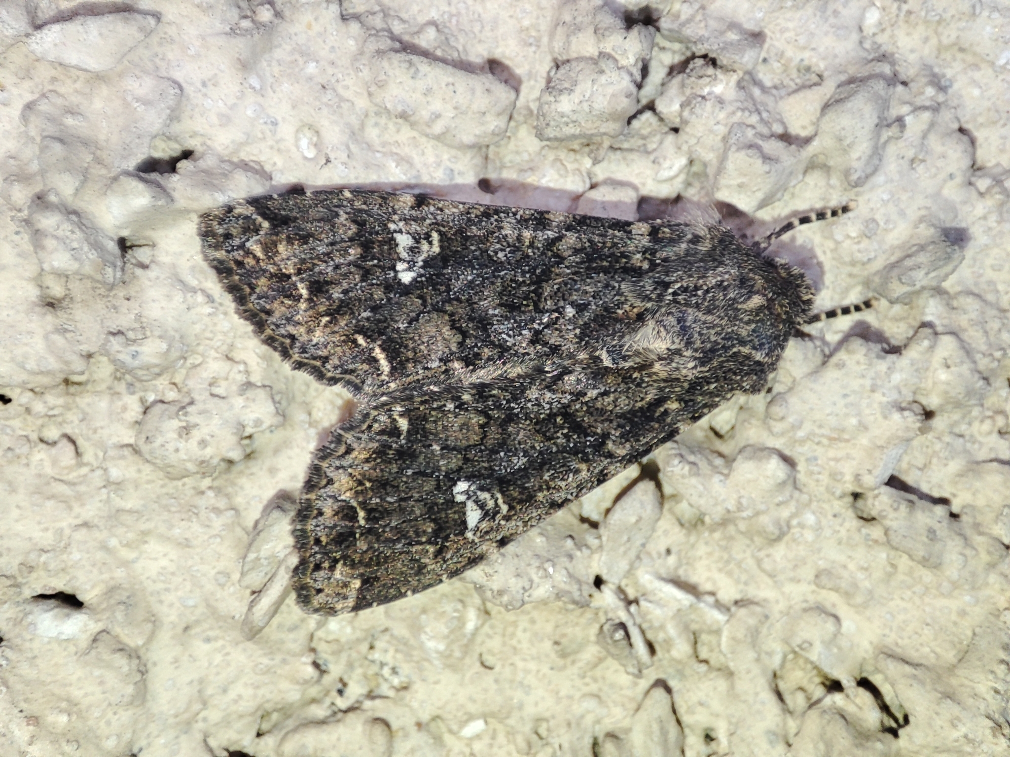 Mamestra Ochsenheimer, 1816