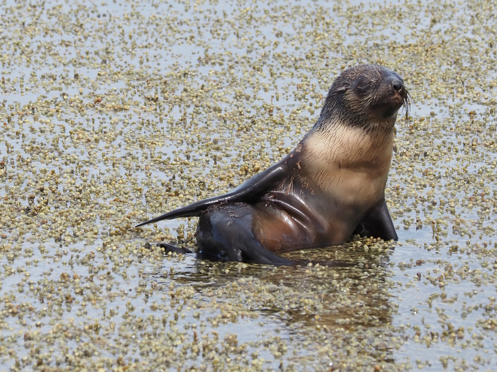 Subantarctic Fur Seal from Point Lonsdale VIC 3225, Australia on March ...