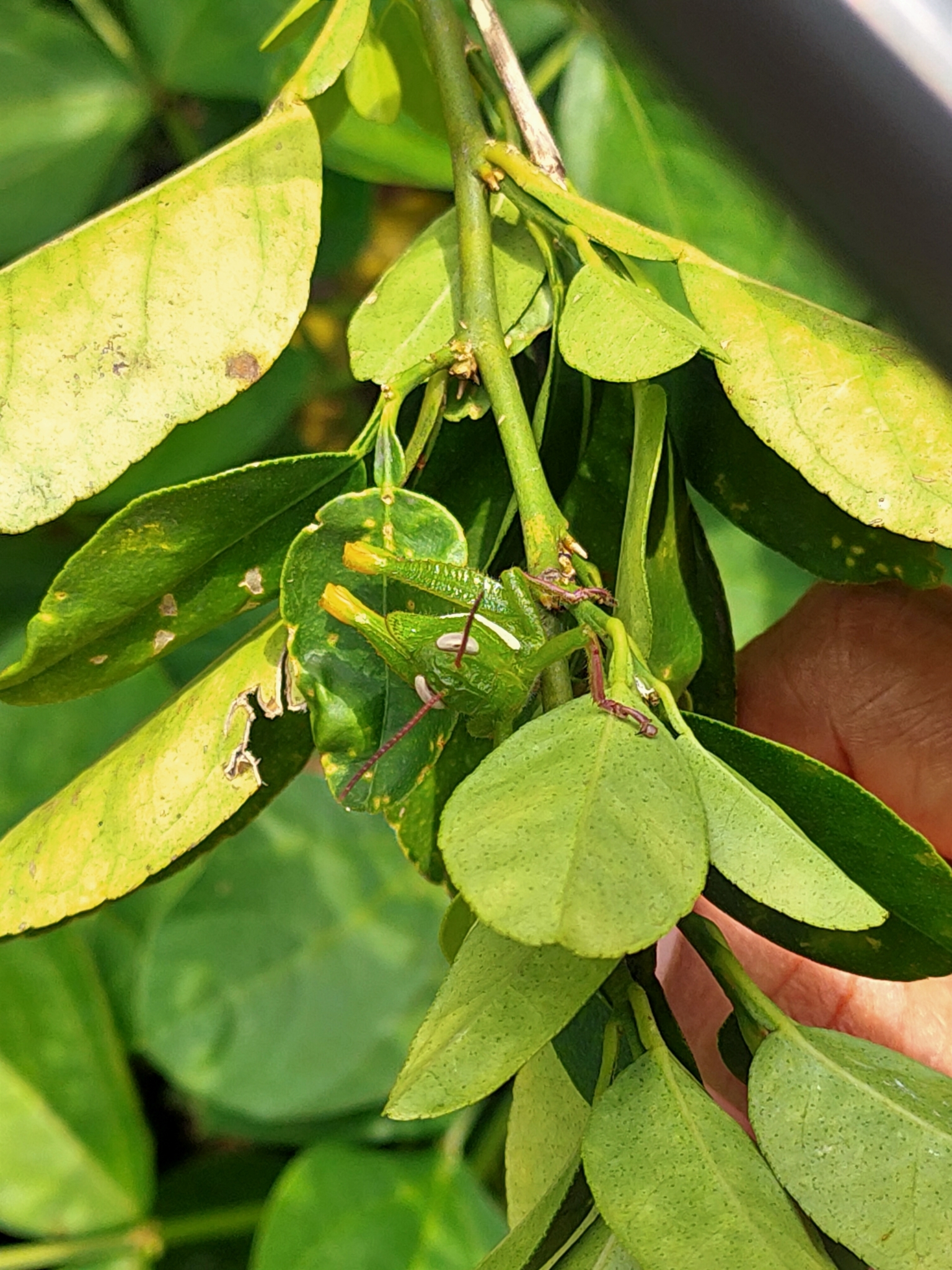 Teratodes monticollis (Gray, 1832)
