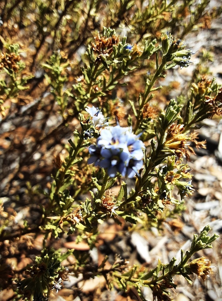 Rough Halgania from Pooginook Conservation Park SA 5330, Australia on ...