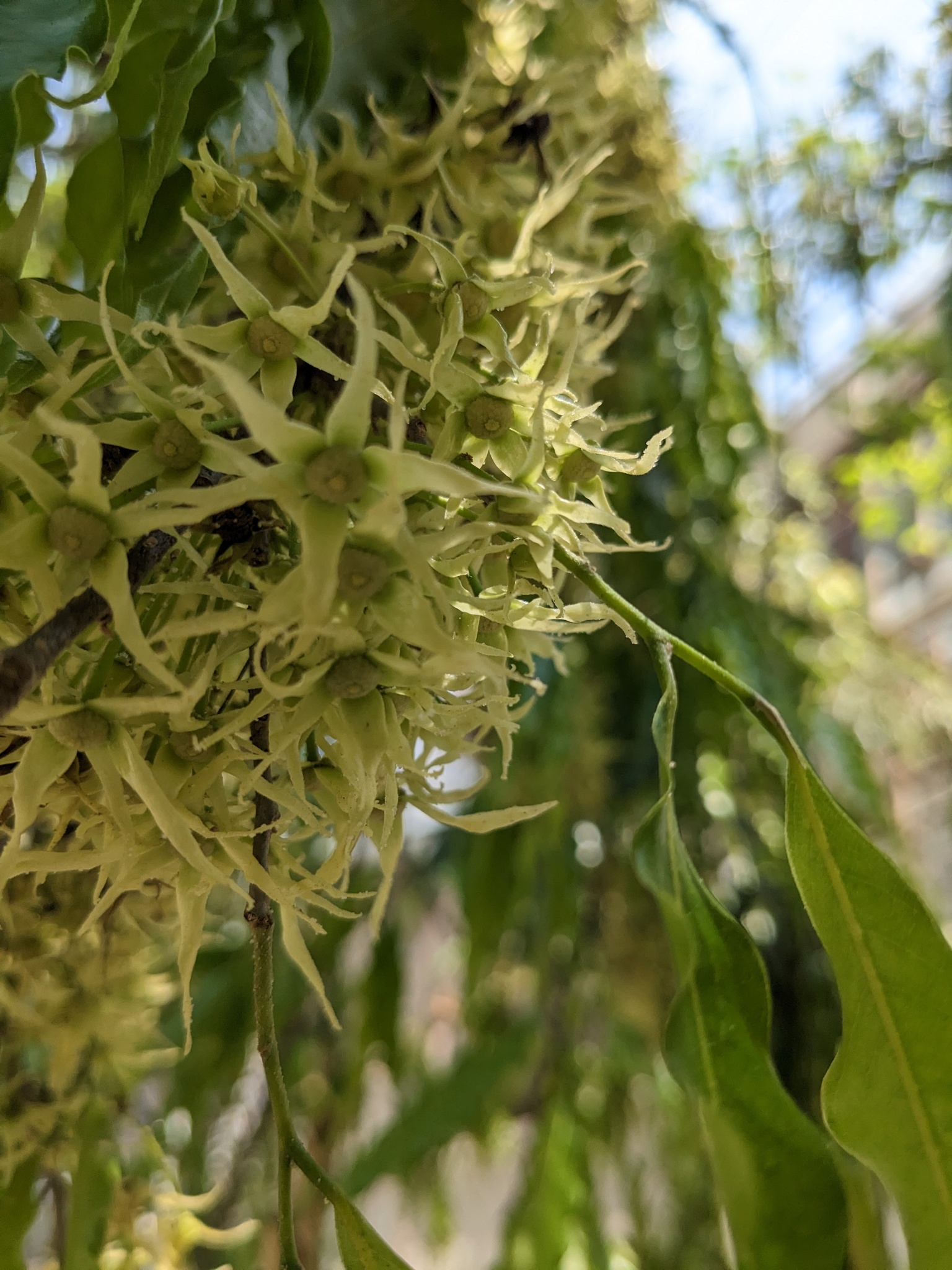 Polyalthia longifolia (Sonn.) Thwaites
