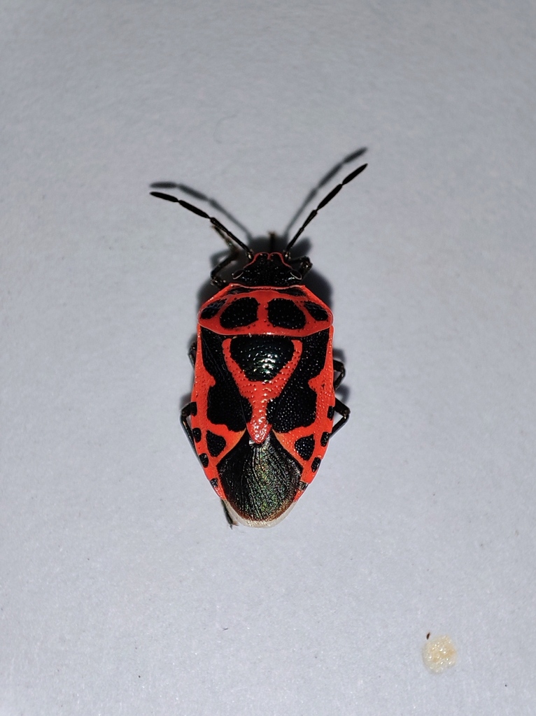 Painted bug from 中国北京市怀柔区 on April 05, 2022 at 03:13 PM by 管牧山 ...