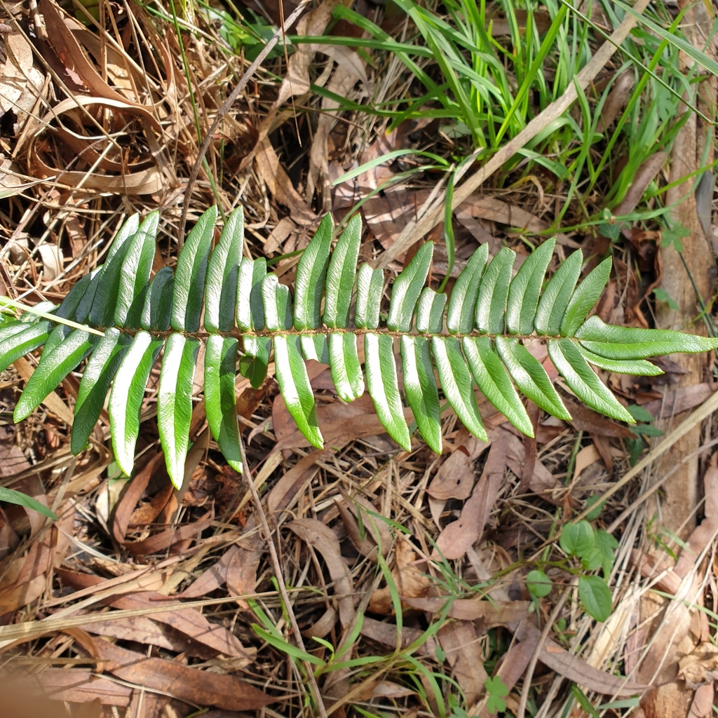 Sickle Fern from Tremont VIC 3785, Australia on April 2, 2023 at 01:55 ...