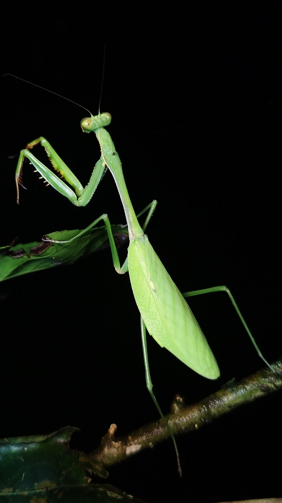 Camelomantis from Jawa Barat on March 18, 2023 by aswad andriyanto ...