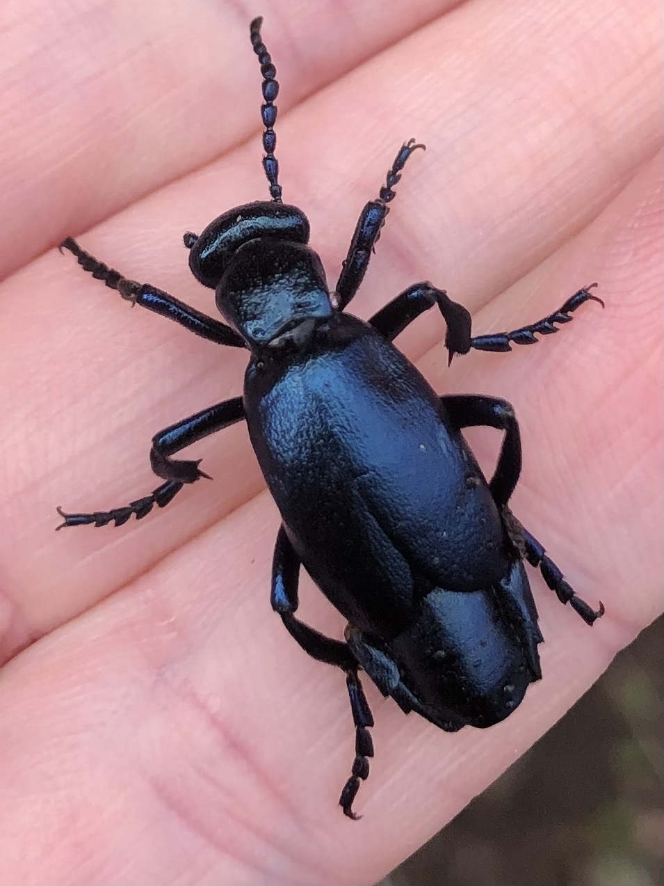 Meloe violaceus Marsham, 1802