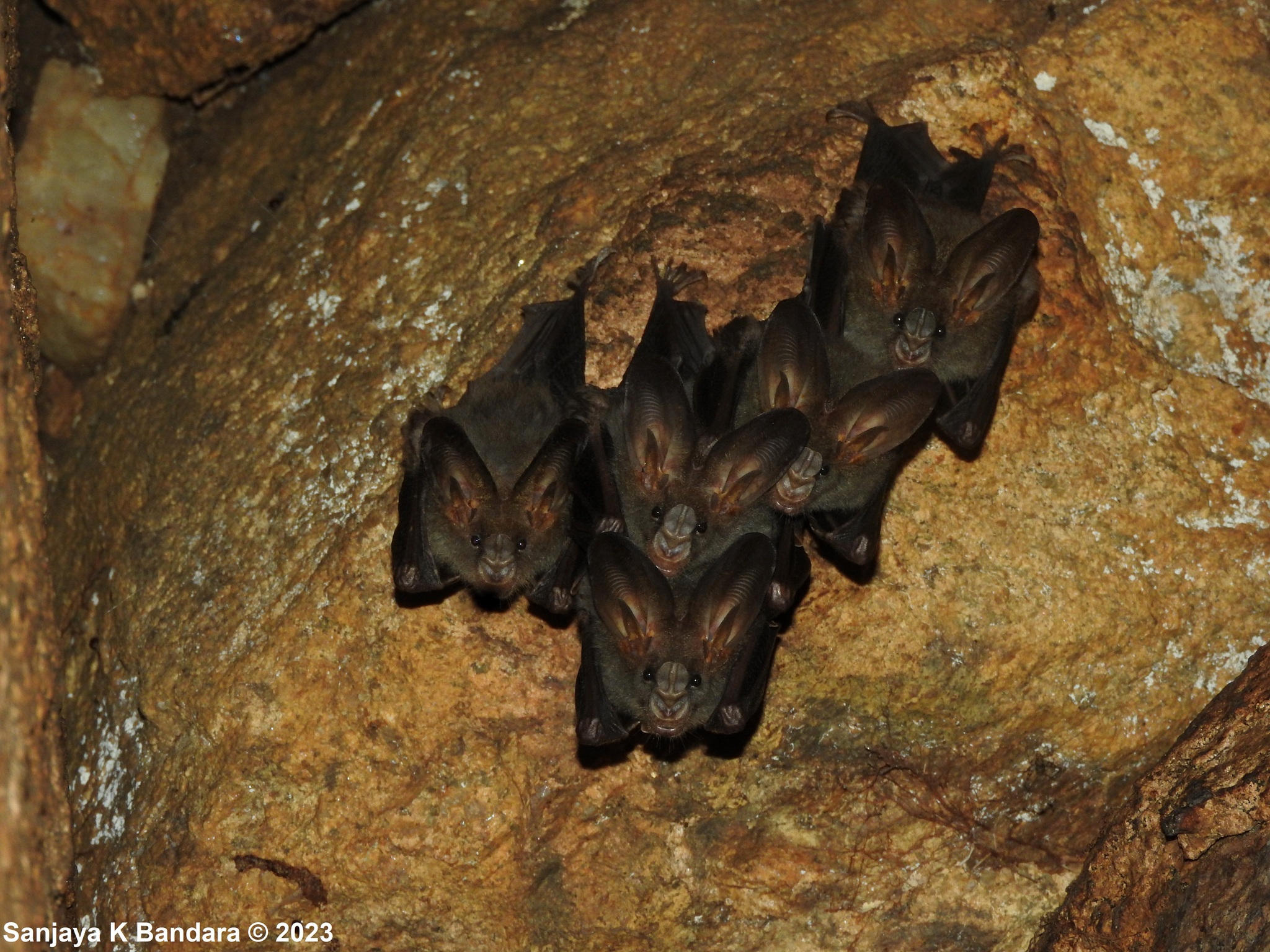 Megaderma spasma (Linnaeus, 1758)