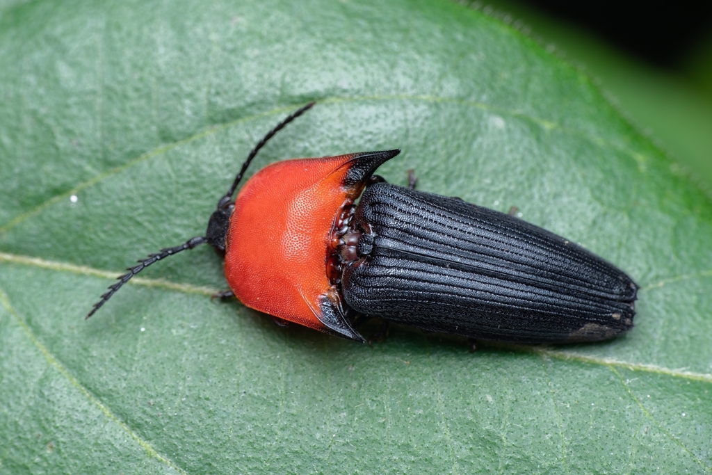 Pachyderes ruficollis from Botanical Garden Penang on March 26, 2023 at ...