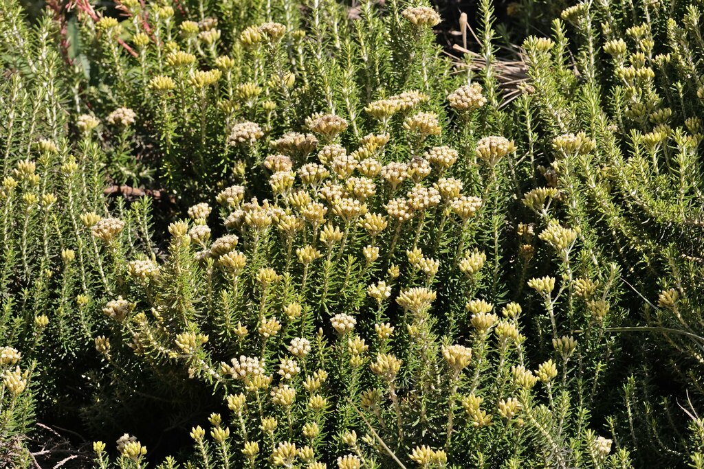 Coast Everlasting from Venus Bay VIC 3956, Australia on March 11, 2023 ...