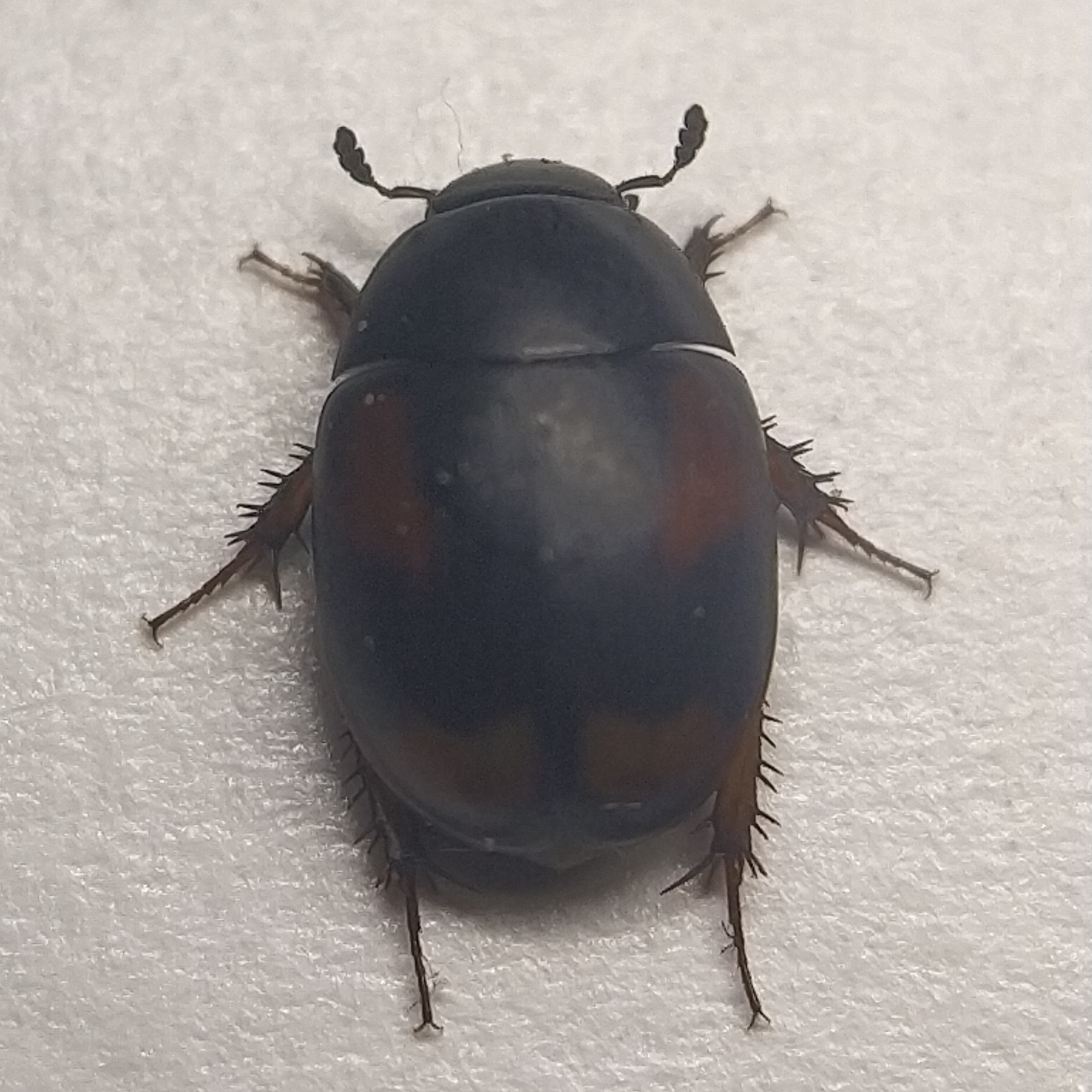 Sphaeridium scarabaeoides (Linnaeus, 1758)