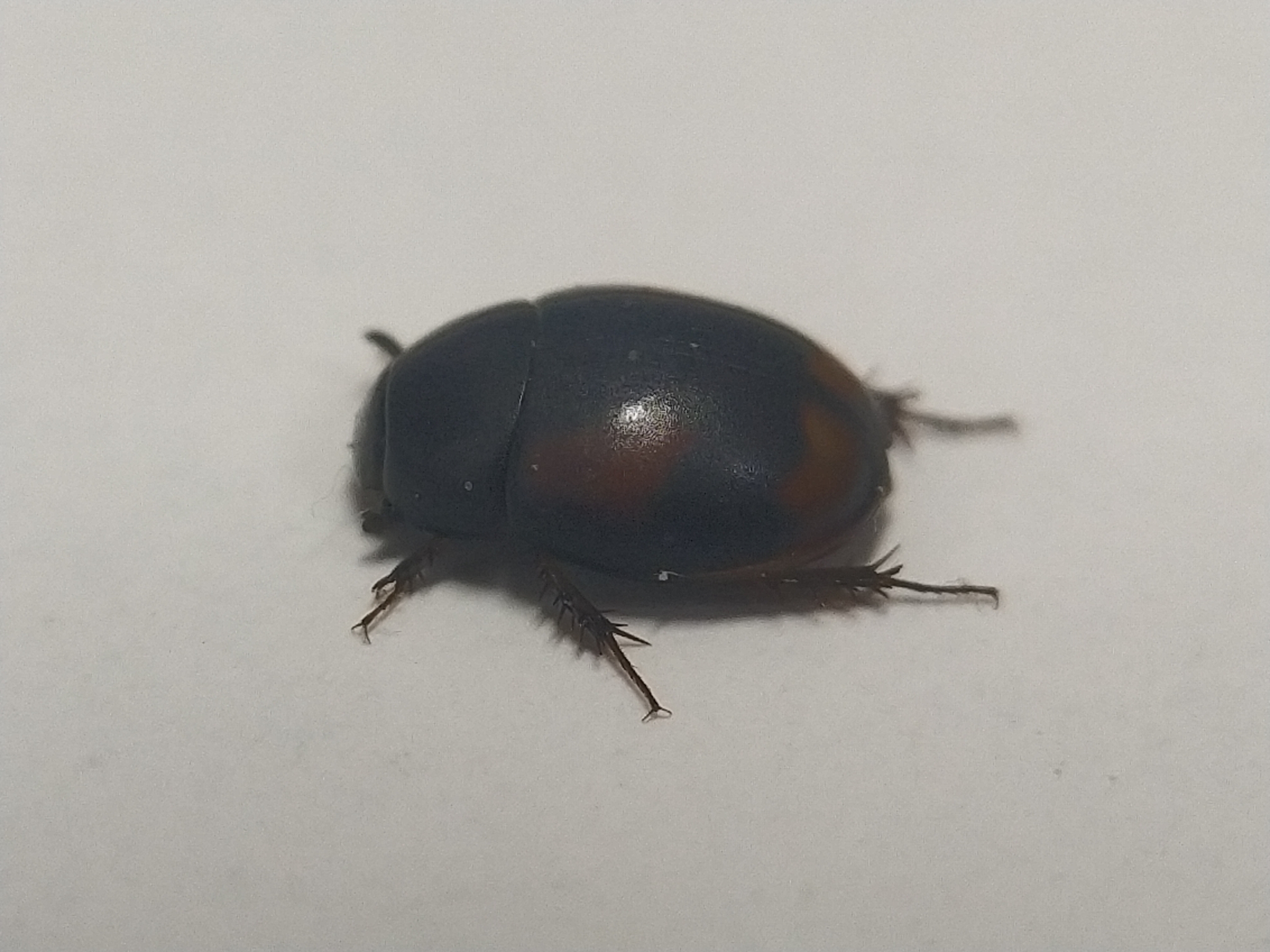 Sphaeridium scarabaeoides (Linnaeus, 1758)