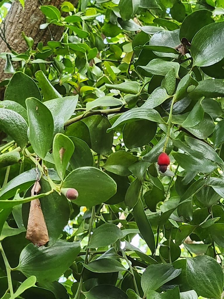Broad Leaved Native Cherry from Tweed Heads NSW, Australia on March 21 ...