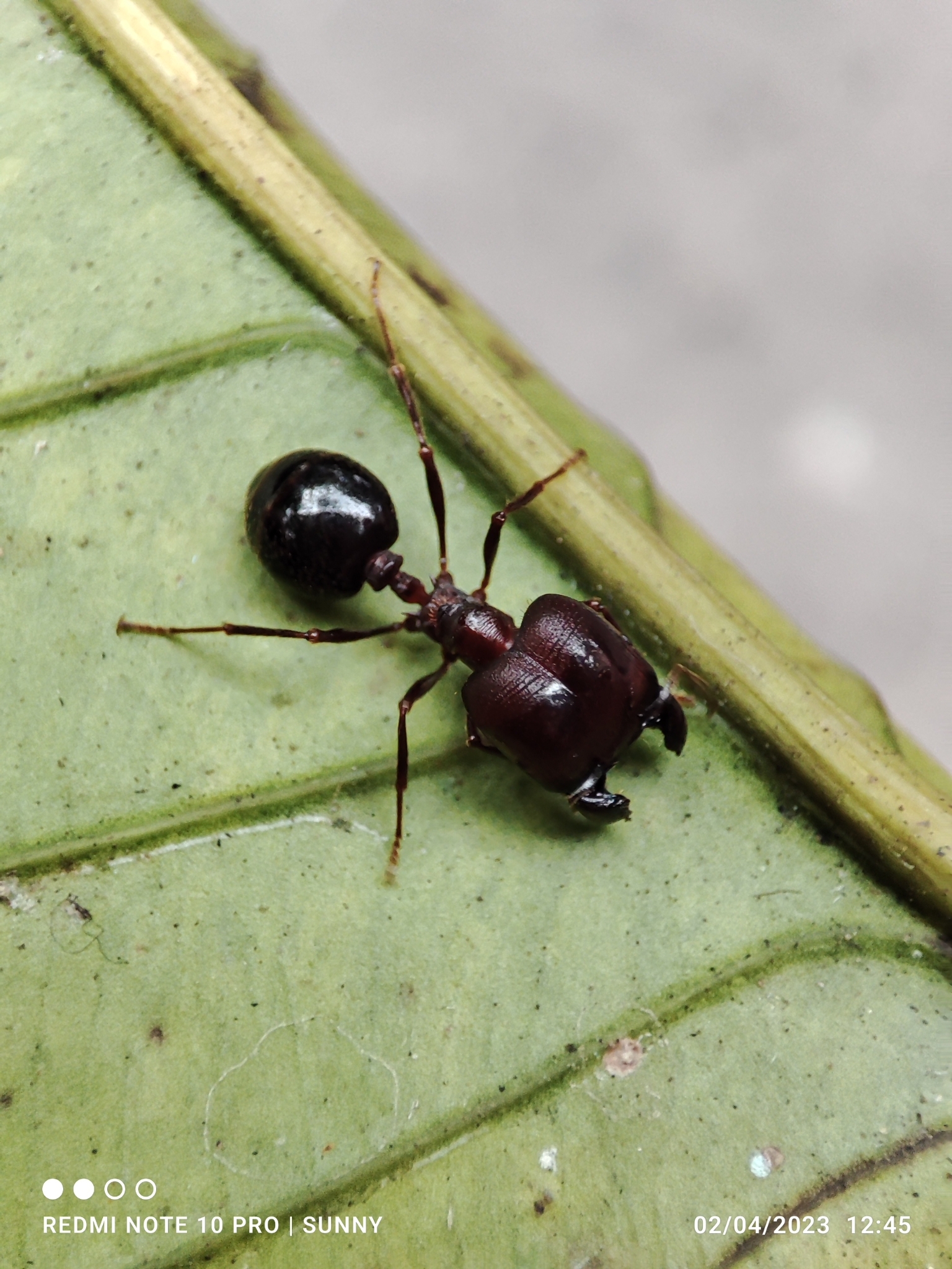 Carebara diversa (Jerdon, 1851)