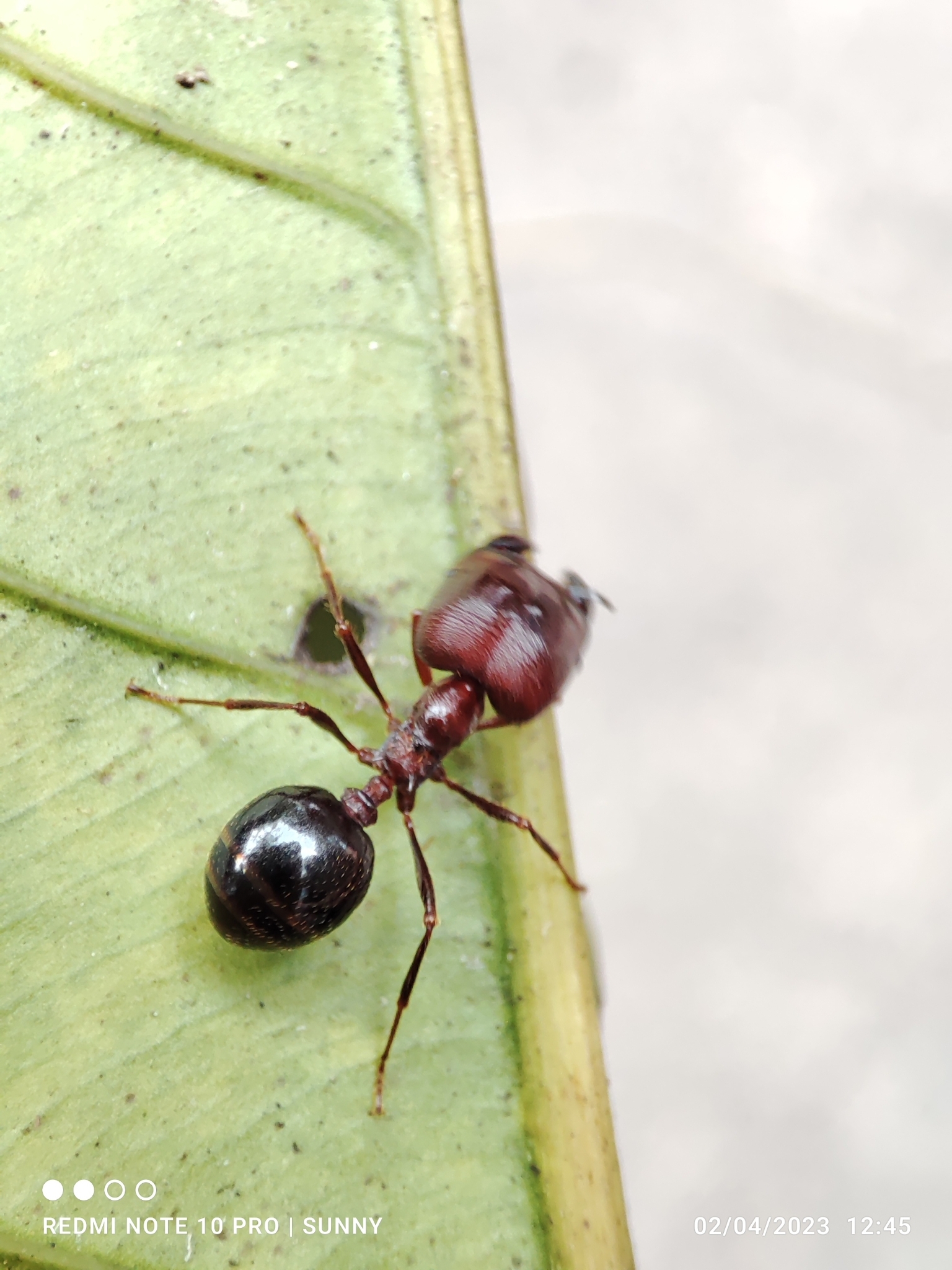 Carebara diversa (Jerdon, 1851)