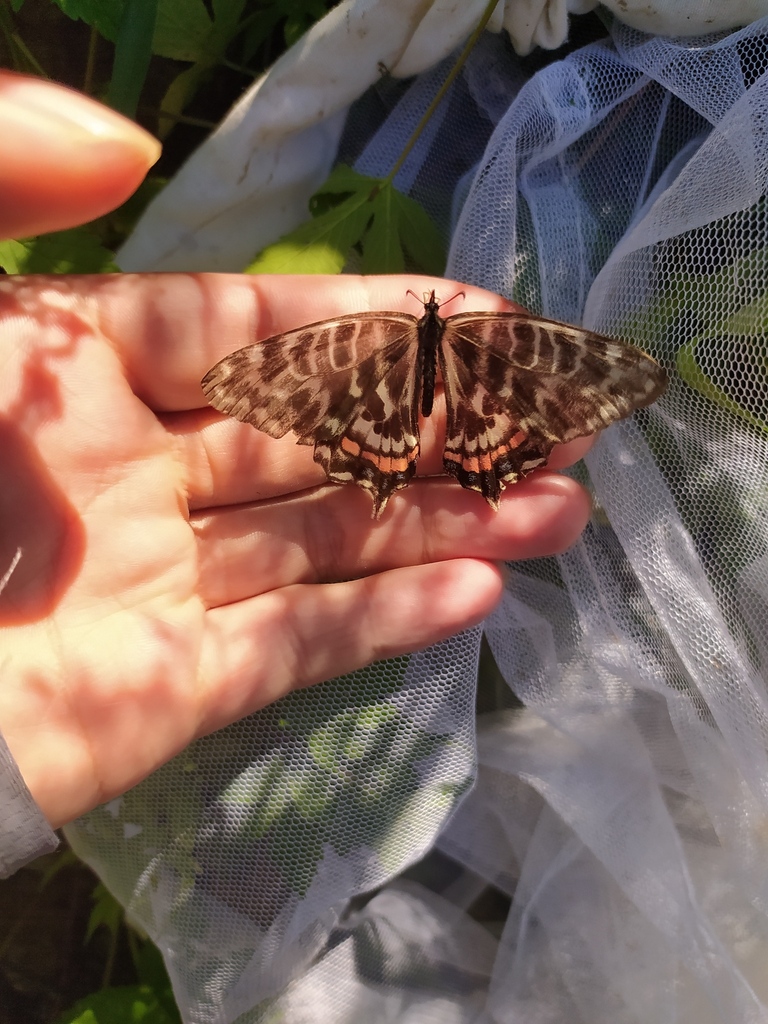 Dragon Swallowtail from Beijing, Beijing, China on August 10, 2022 at ...