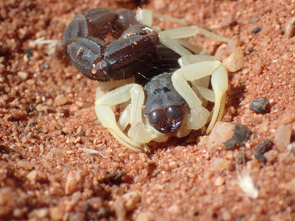 Burrowing Thicktail Scorpion from Namakwa District Municipality, South ...
