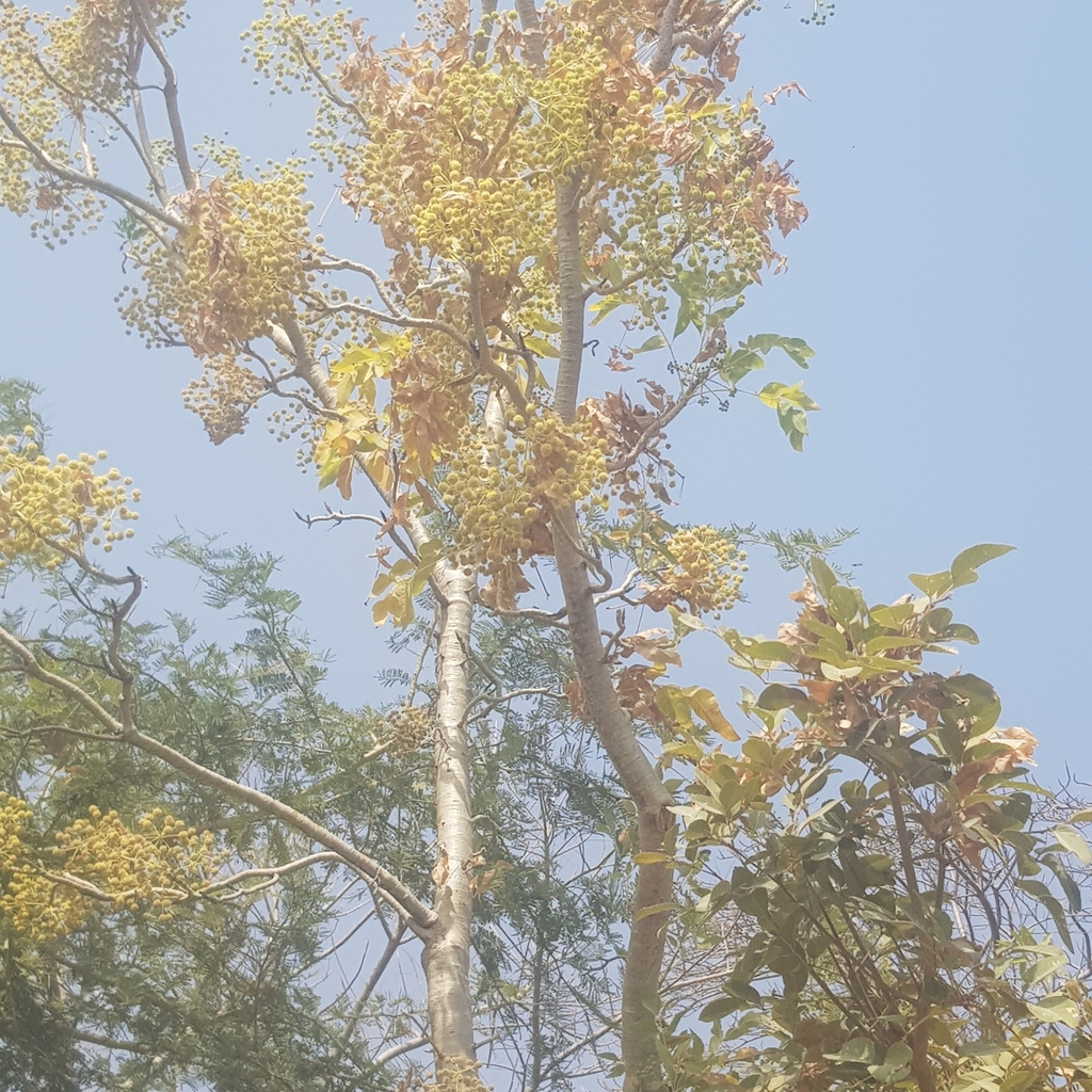 Carrot Tree from Dan Dango, 740102, Bauchi, Nigeria on January 17, 2023 ...