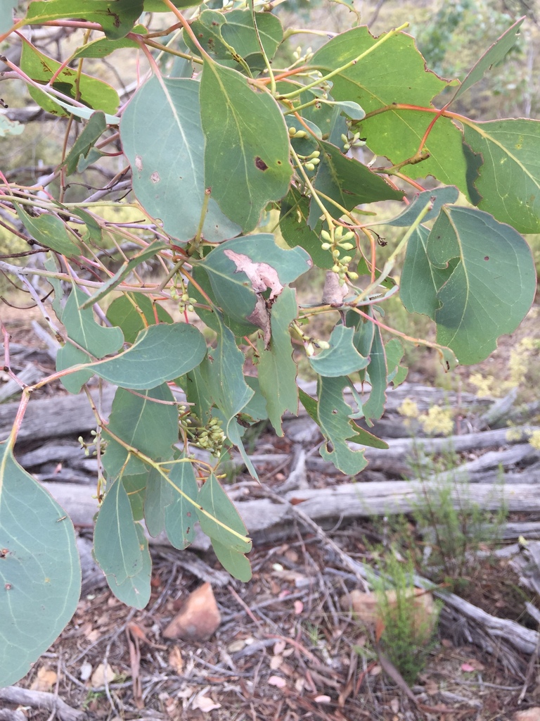 Silver Dollar Gum from Gowan NSW 2795, Australia on July 14, 2020 at 06 ...