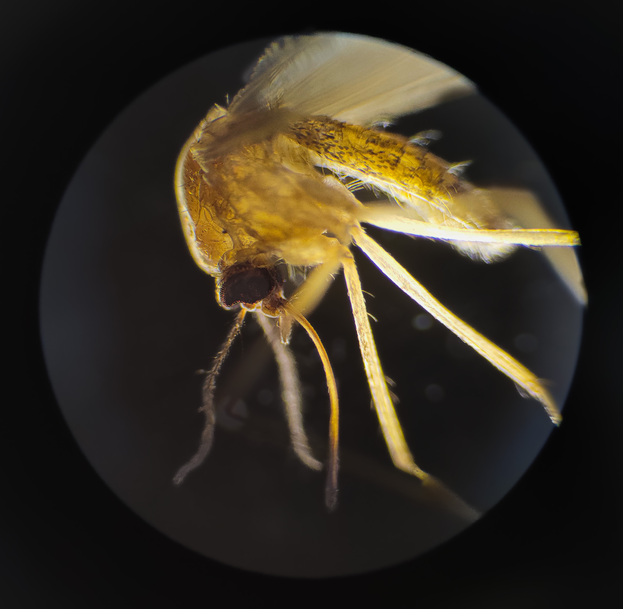 Culex pipiens Linnaeus, 1758