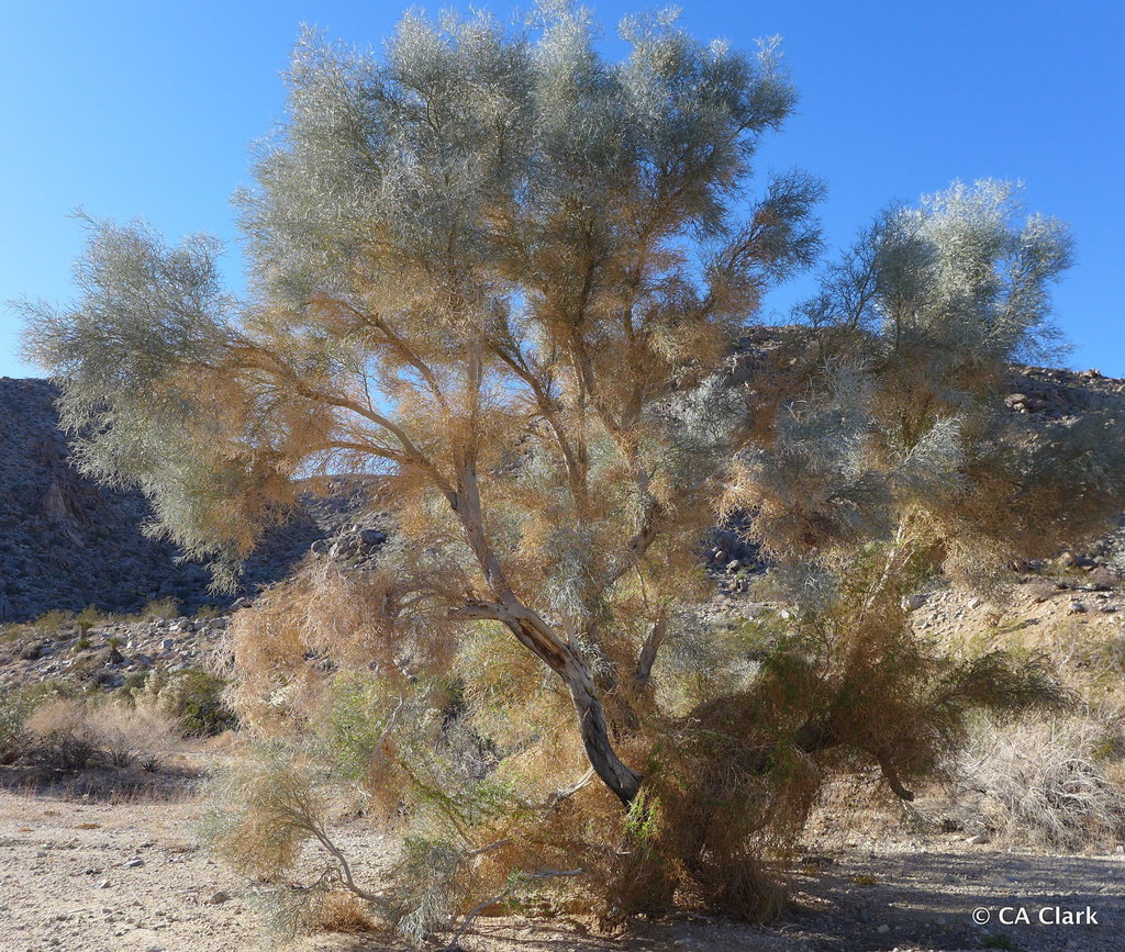 Smoke Tree (Psorothamnus spinosus) - Botanical Realm