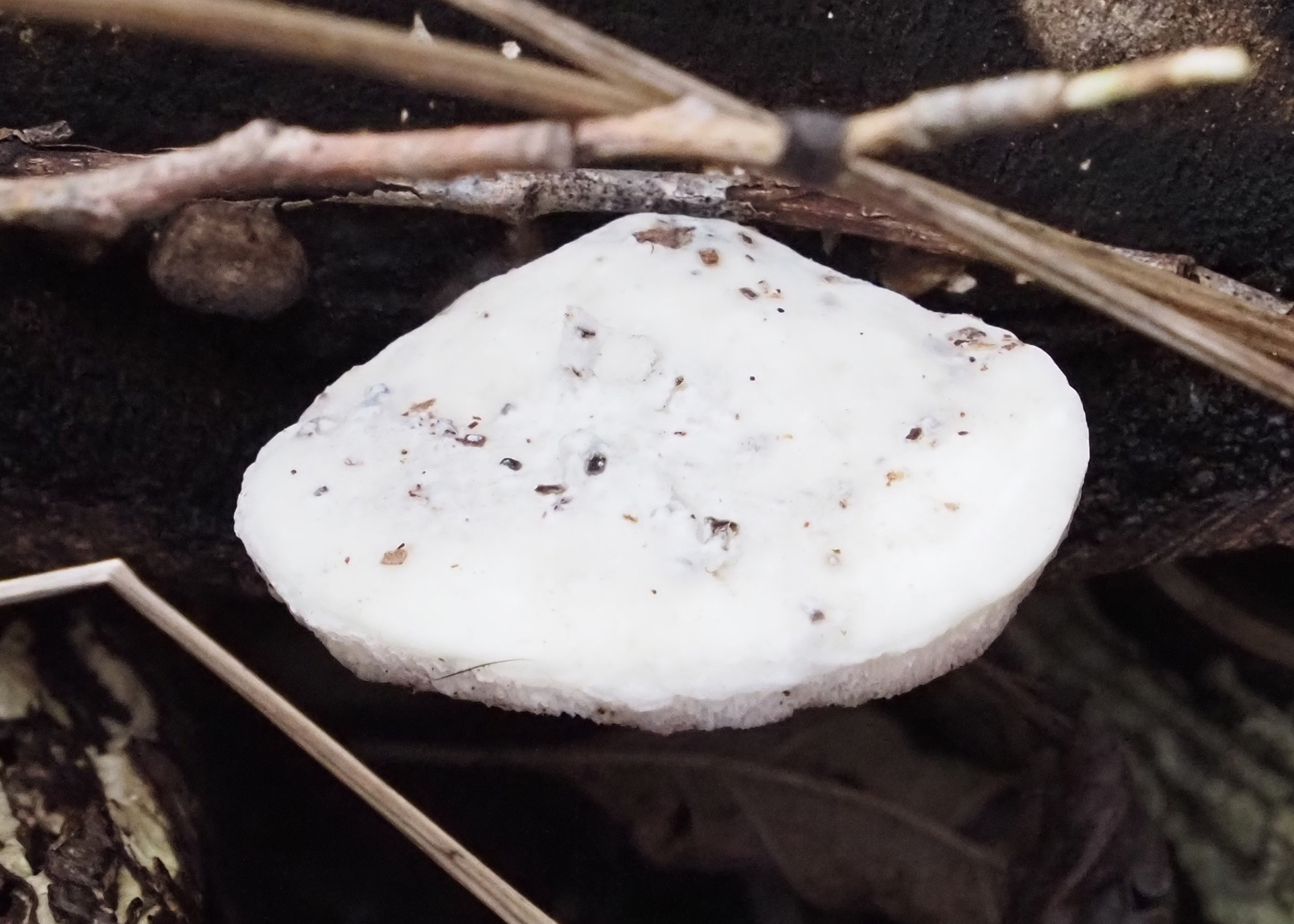 Tyromyces chioneus (Fr.) P.Karst.