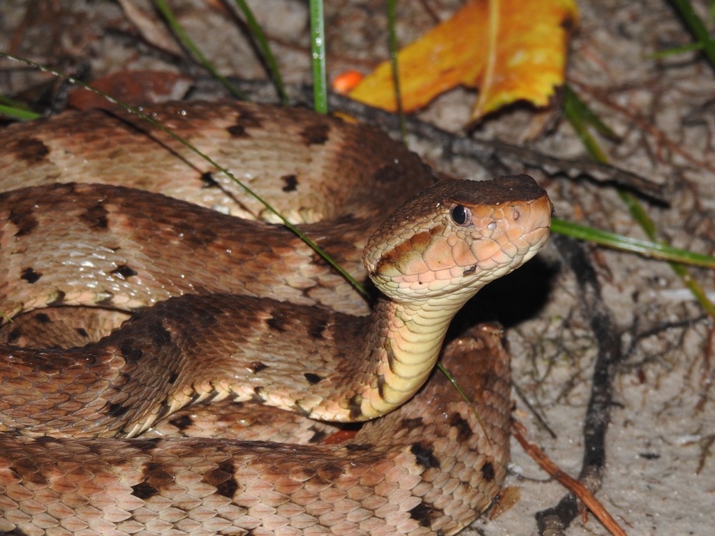 Common Lancehead (Bothrops atrox) - Snakes and Lizards