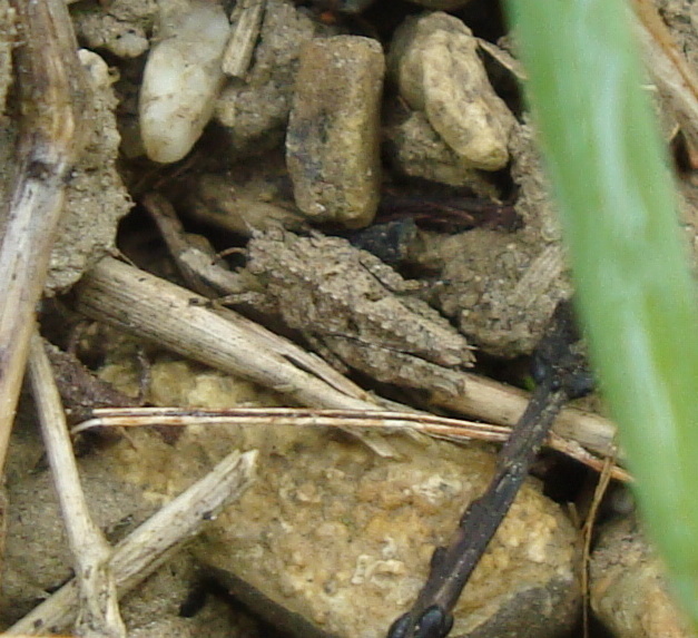 Tetrix tenuicornis (Sahlberg, 1891)