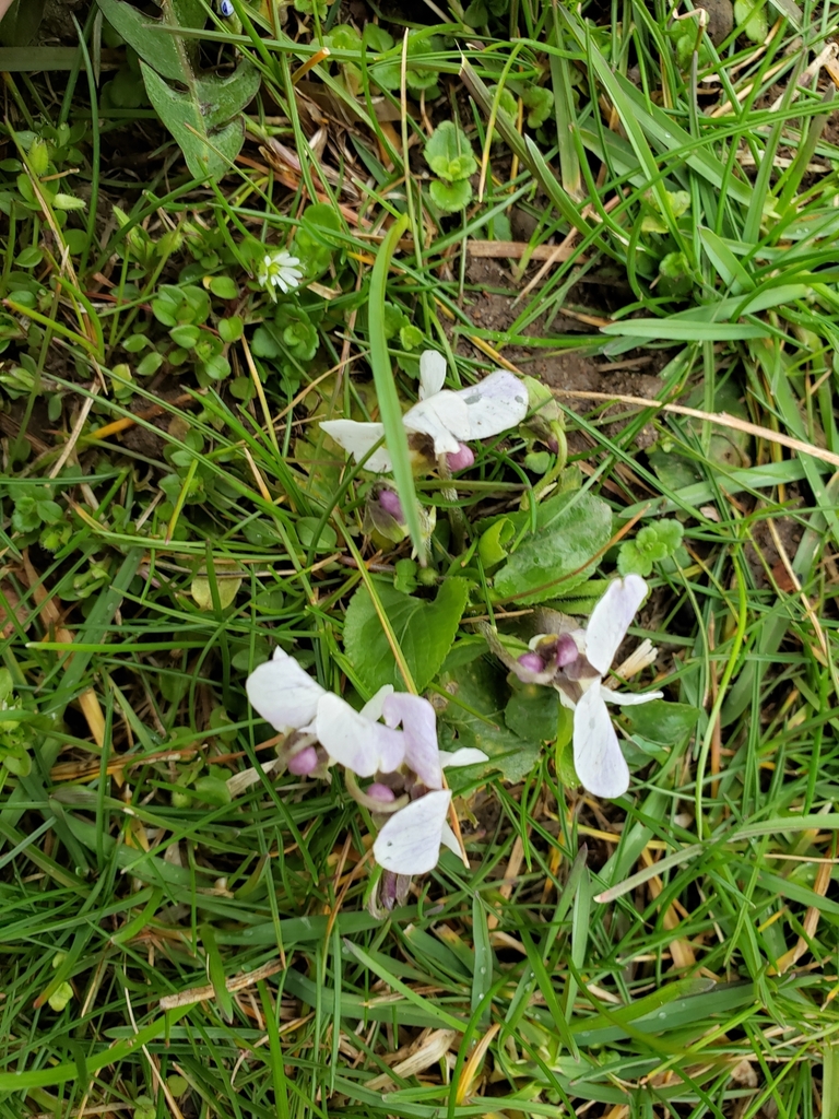 Sweet violet from Mentor, OH 44060, USA on April 01, 2023 at 05:36 PM ...