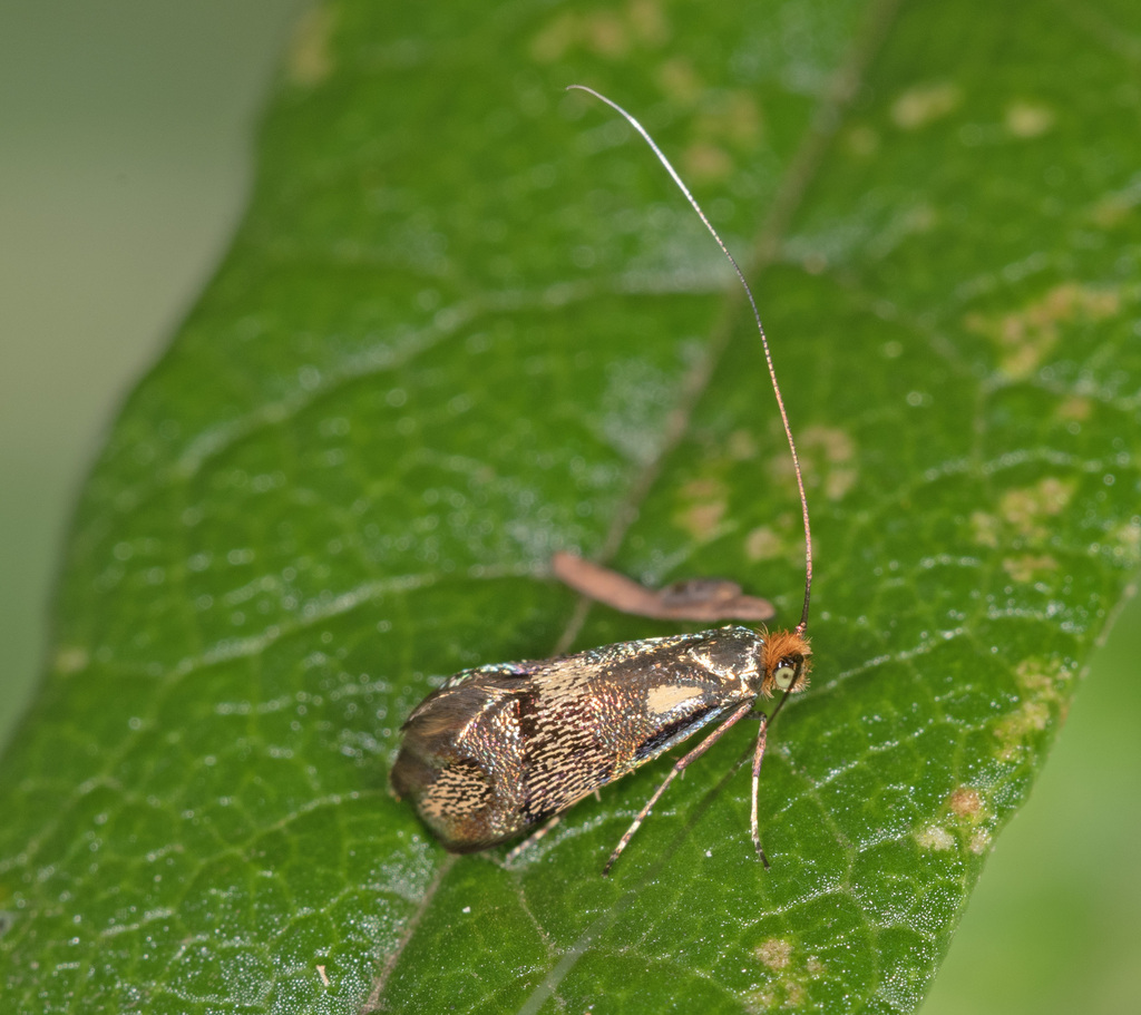 Nemophora laurella from Ridgeway TAS 7054, Australia on April 01, 2023 ...