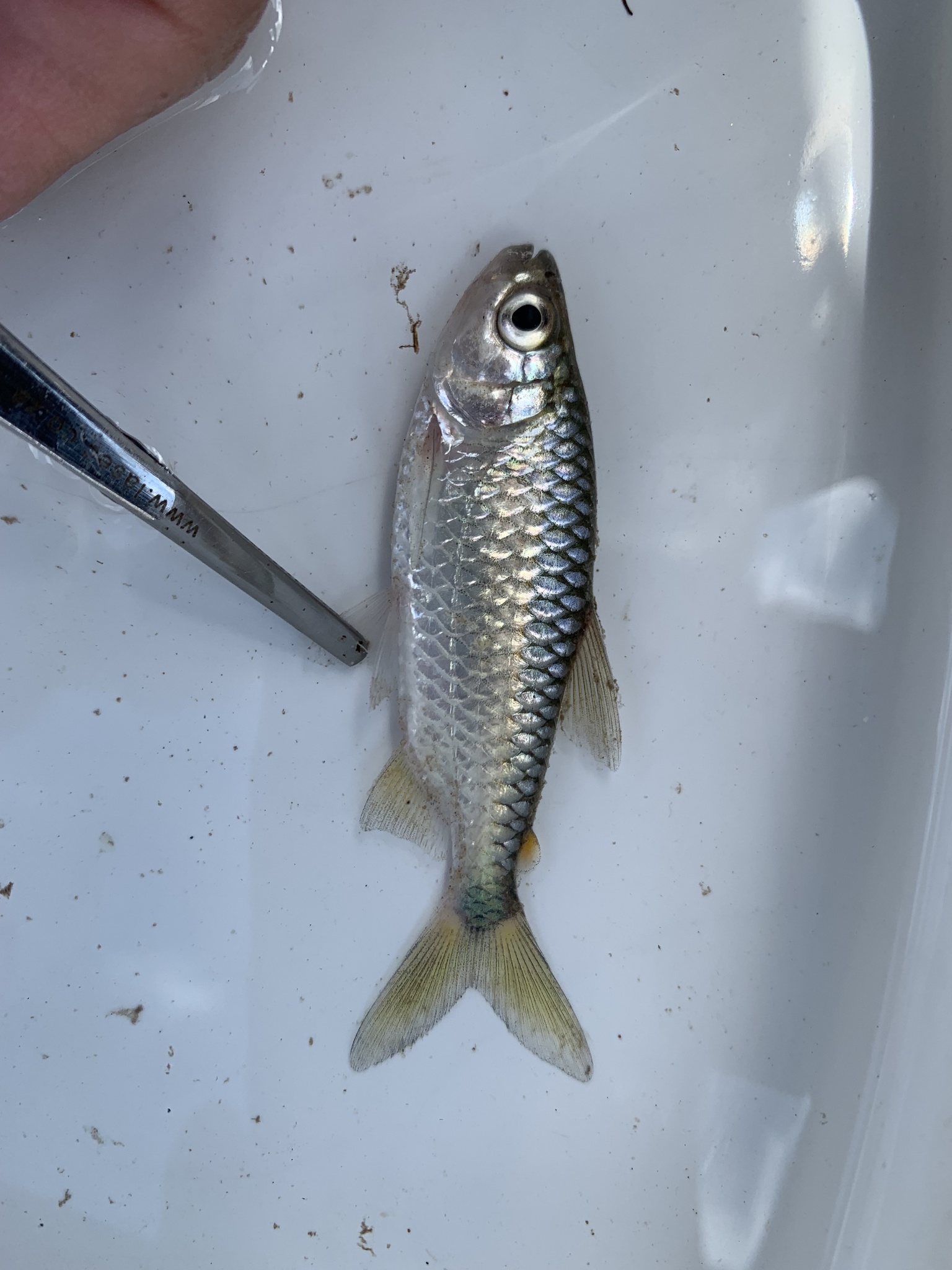 Alestidae