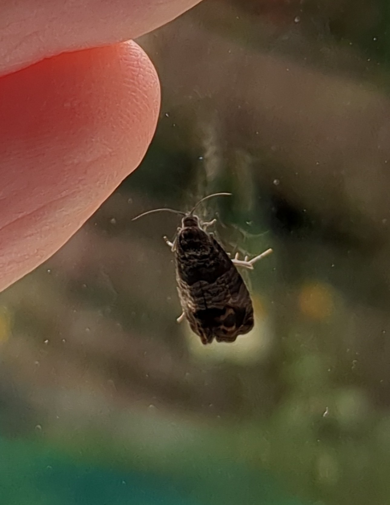 Cydia pomonella (Linnaeus, 1758)