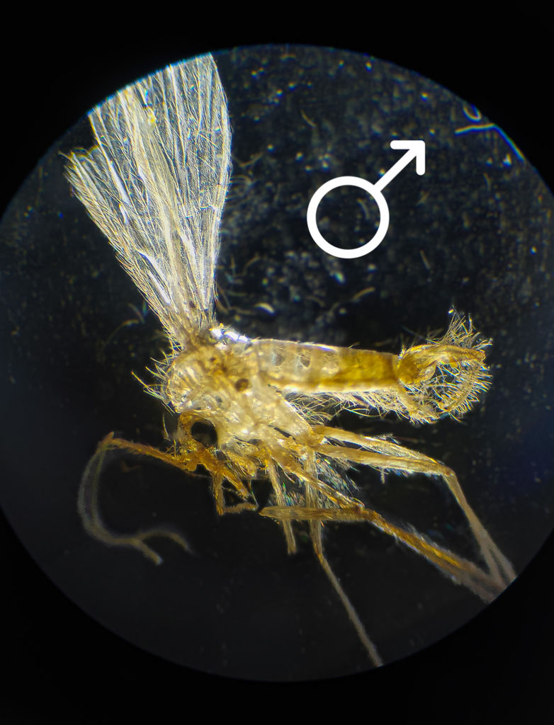 Phlebotomus papatasi from Ankara, Türkiye on April 01, 2023 at 04:17 PM ...