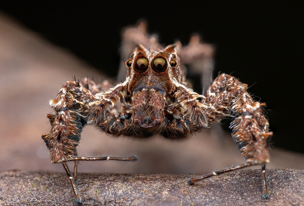 Dandy Spiders from Botanical Garden Penang on March 26, 2023 at 09:37 ...