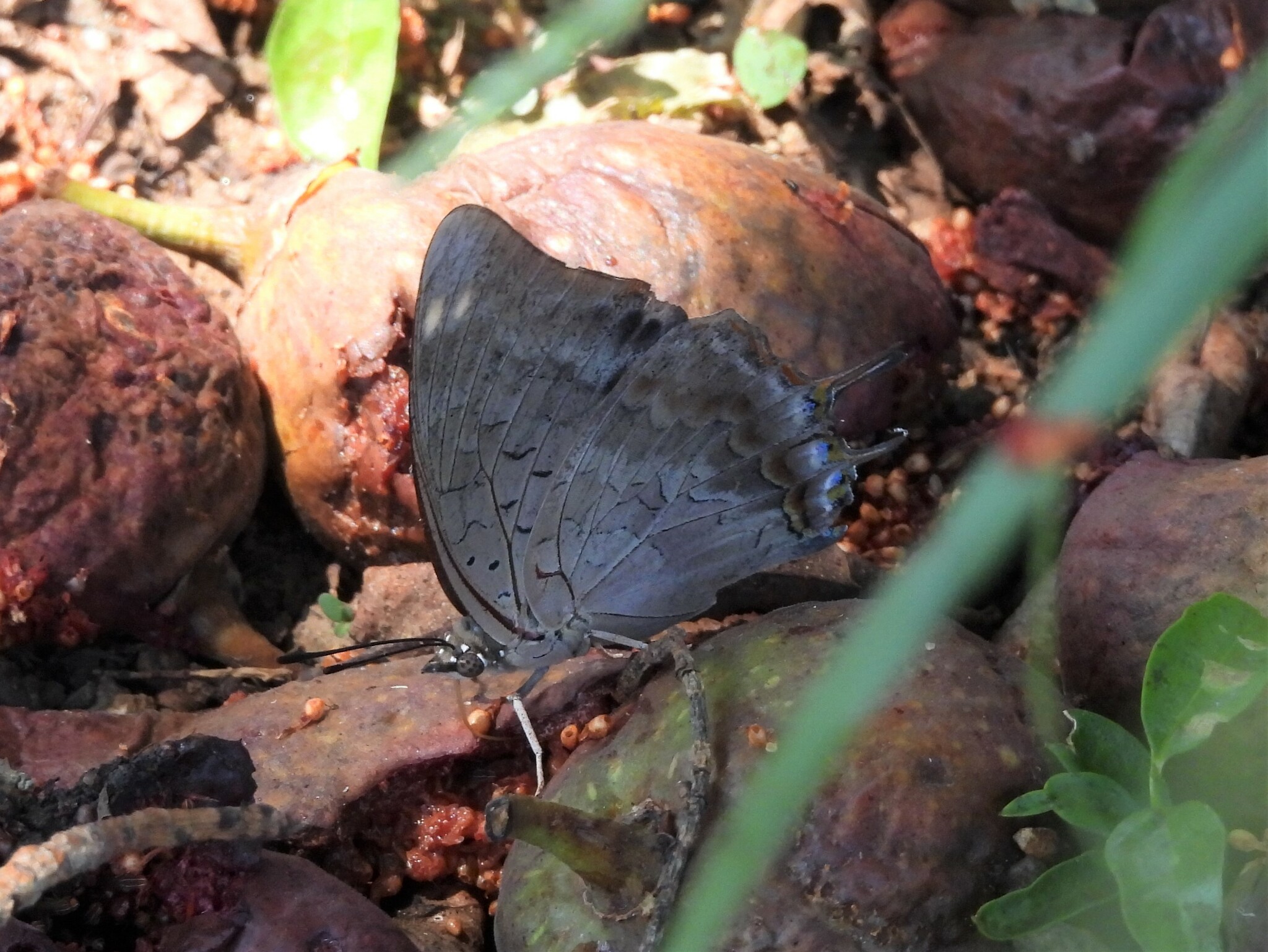 Charaxes viola Butler, 1865
