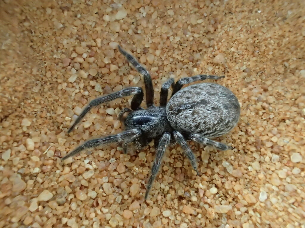 House Spiders from 30km E by N of Swan Reach, S. AUST on April 2, 2023 ...