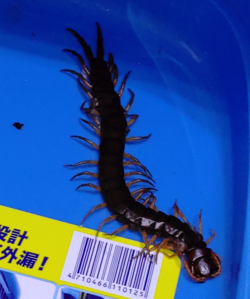 Scolopendra multidens from 269台灣宜蘭縣冬山鄉柯林路337號[社巴] on April 2, 2023 at ...
