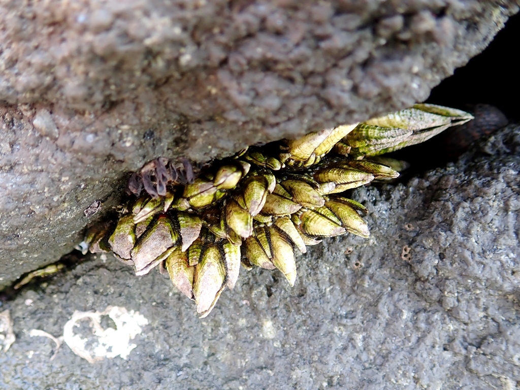 Capitulum mitella (Linnaeus, 1758)
