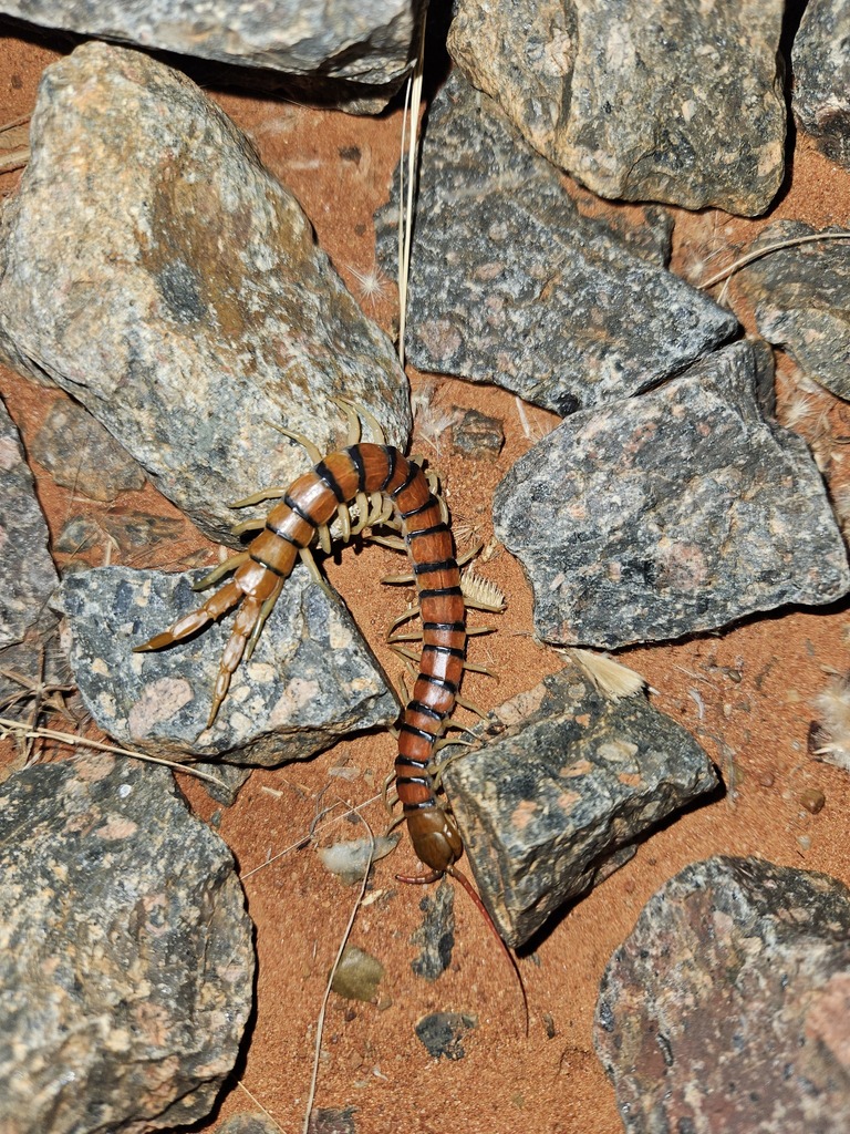 Red-headed Centipede from Anmatjere NT 0872, Australia on March 29 ...