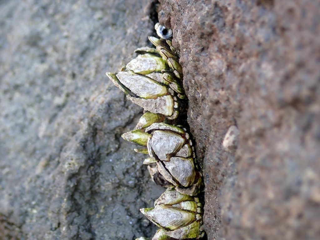 Capitulum mitella (Linnaeus, 1758)