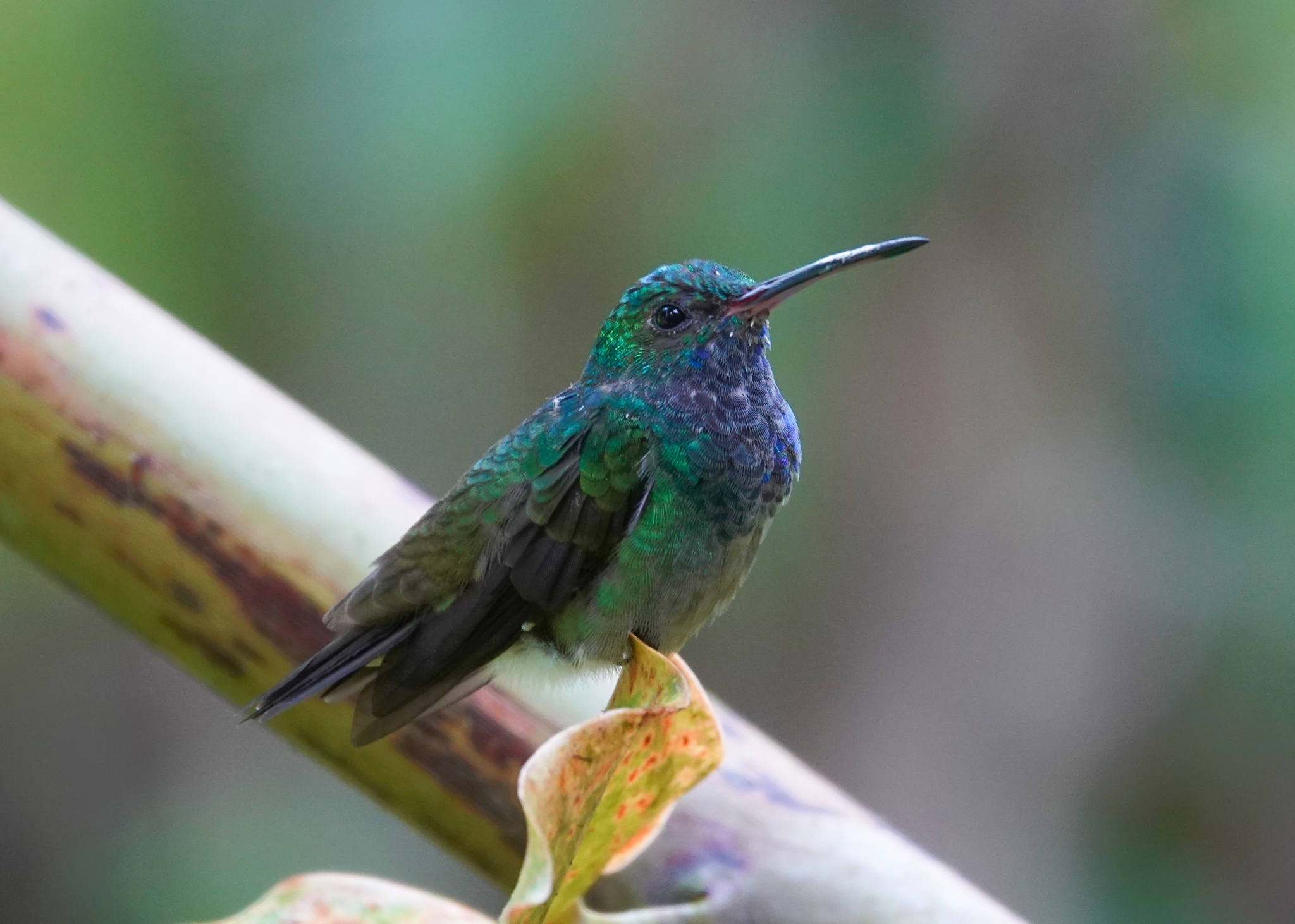 Polyerata decora Salvin, 1891