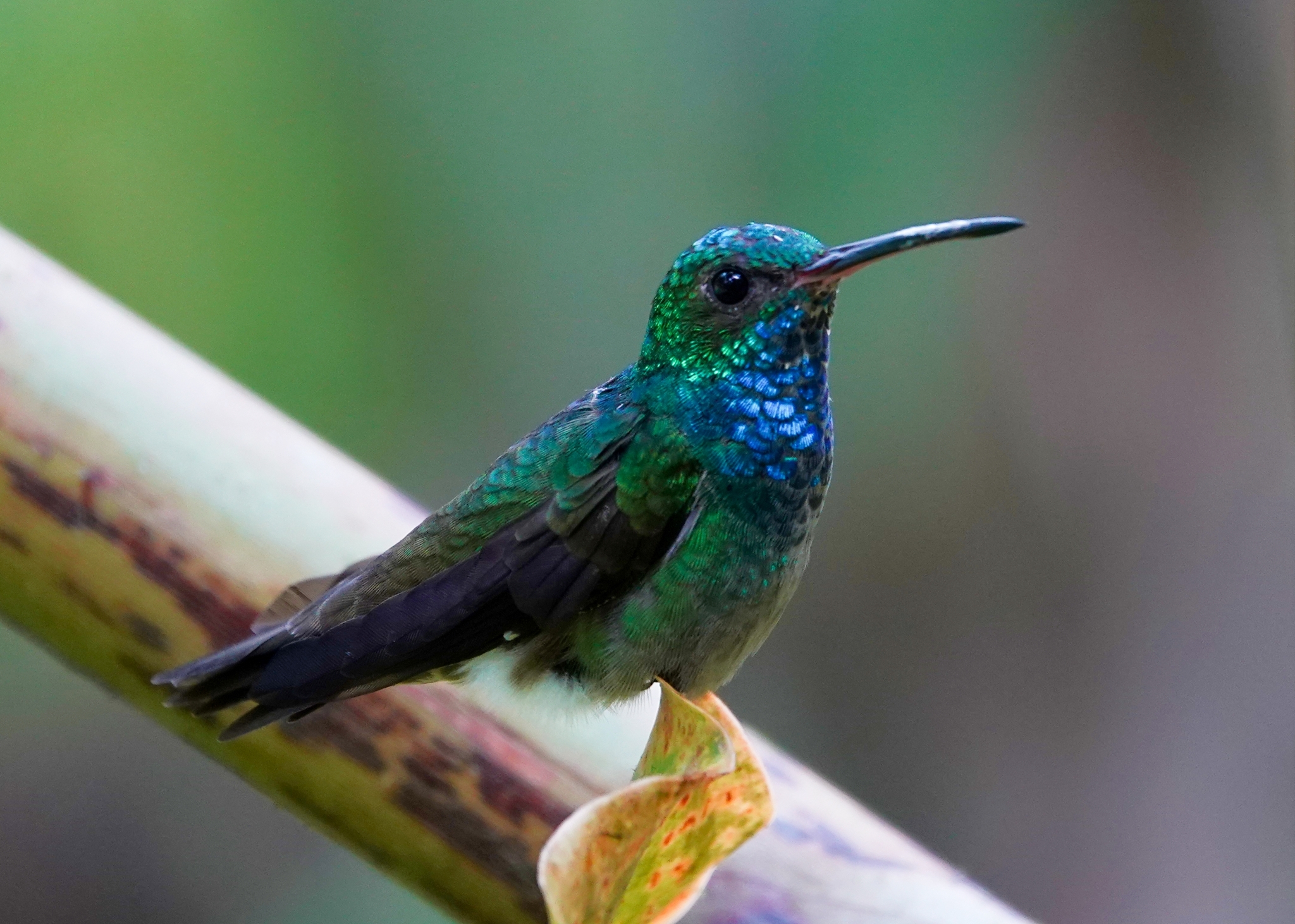 Polyerata decora Salvin, 1891