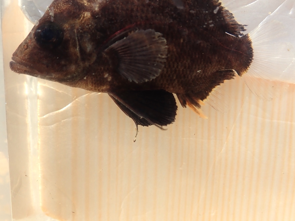 Hapalogenyidae