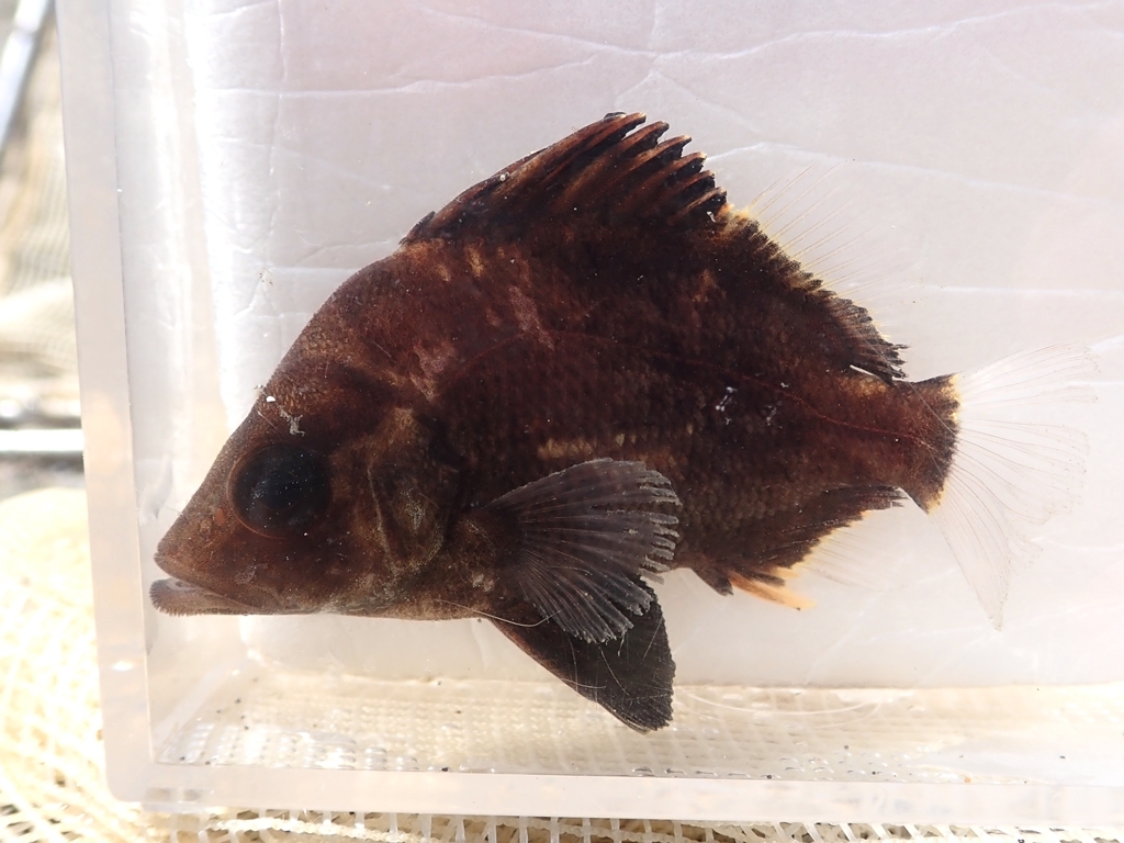 Hapalogenyidae