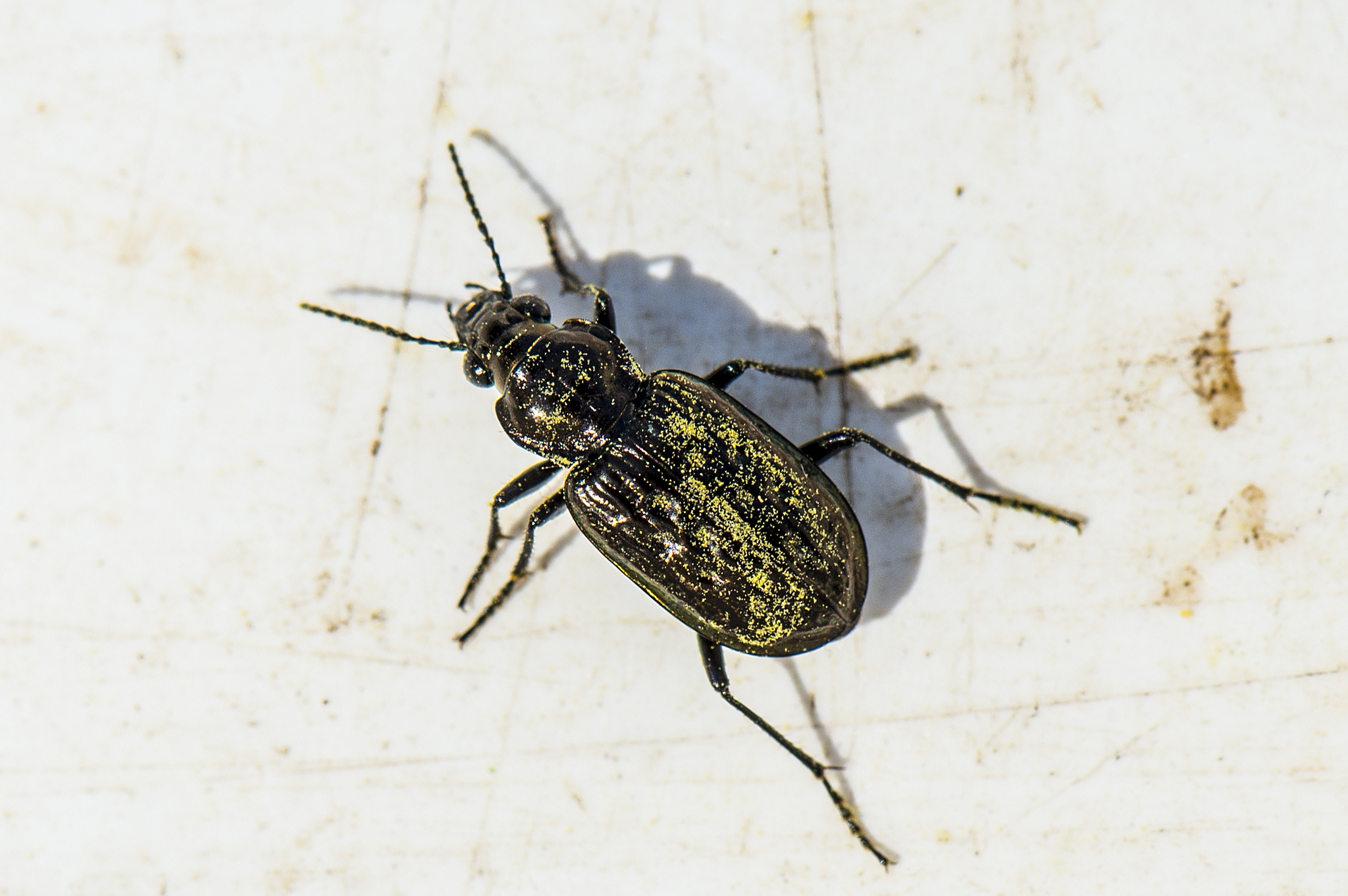 Blethisa multipunctata (Linnaeus, 1758)