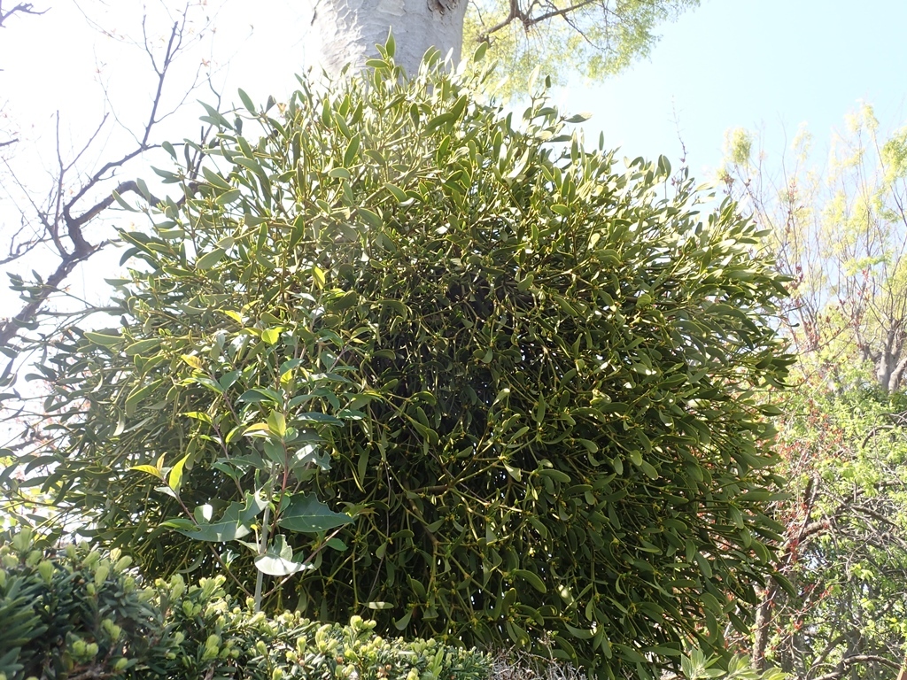 Viscum coloratum (Kom.) Nakai