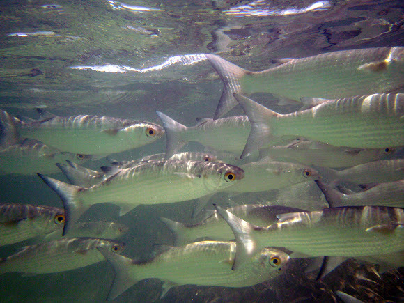 Redeye Mullet from Downtown Miami, Miami, FL, USA on July 12, 2018 by ...