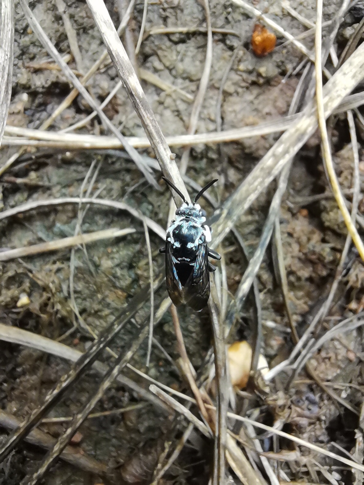 Thyreus calceatus (Vachal, 1903)