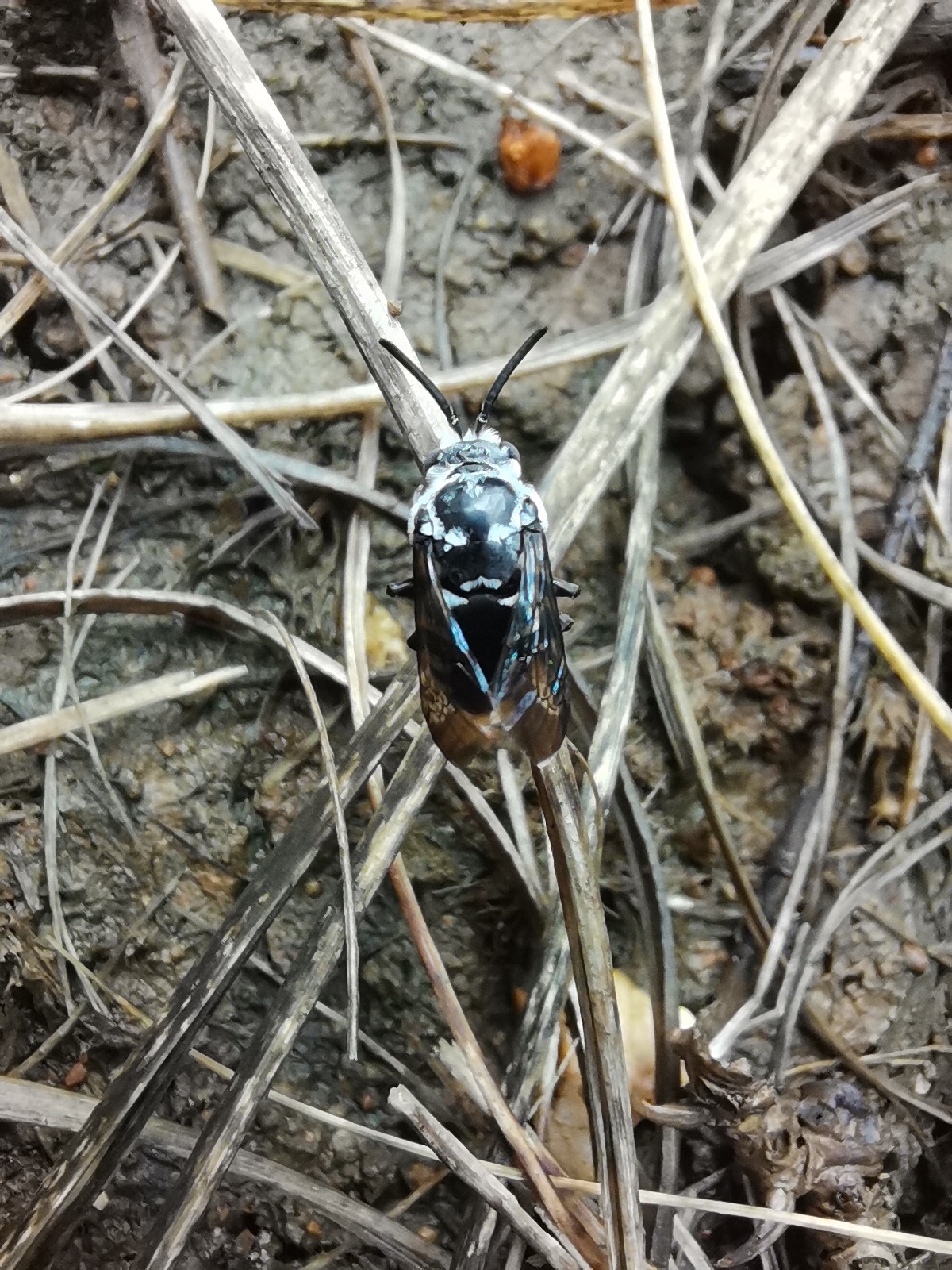 Thyreus calceatus (Vachal, 1903)