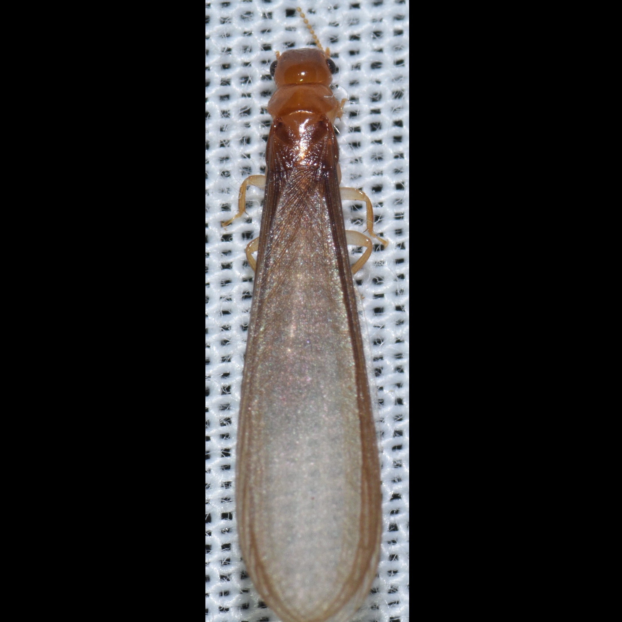 Kalotermitidae