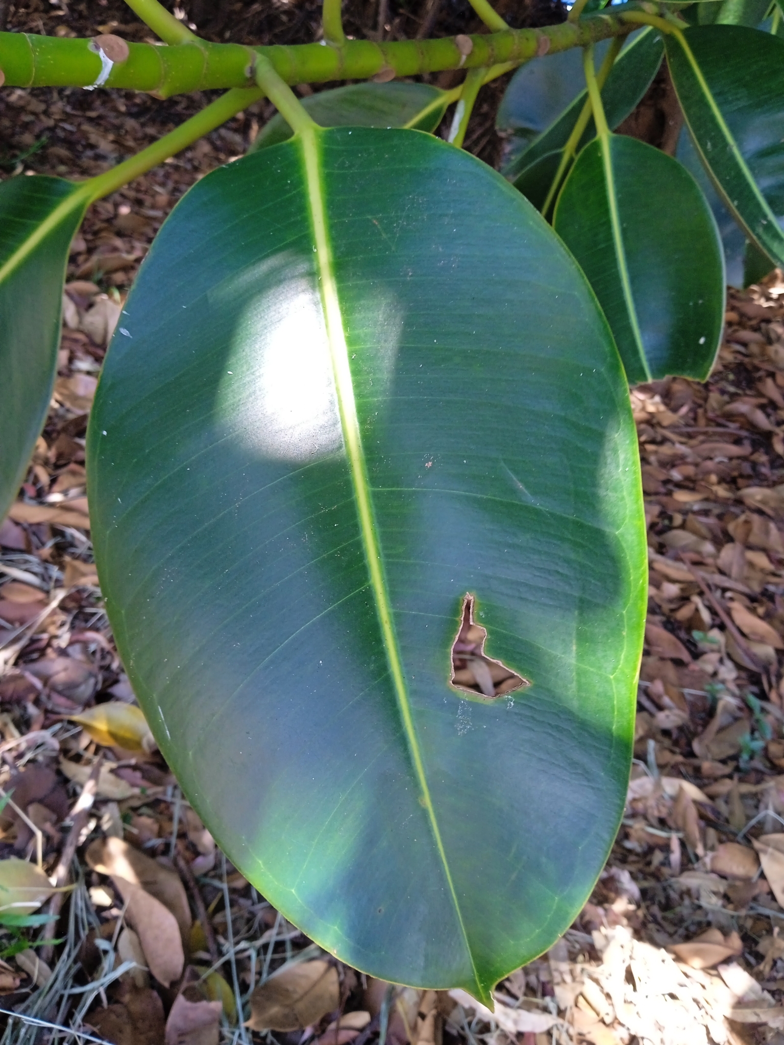 Ficus elastica Roxb.