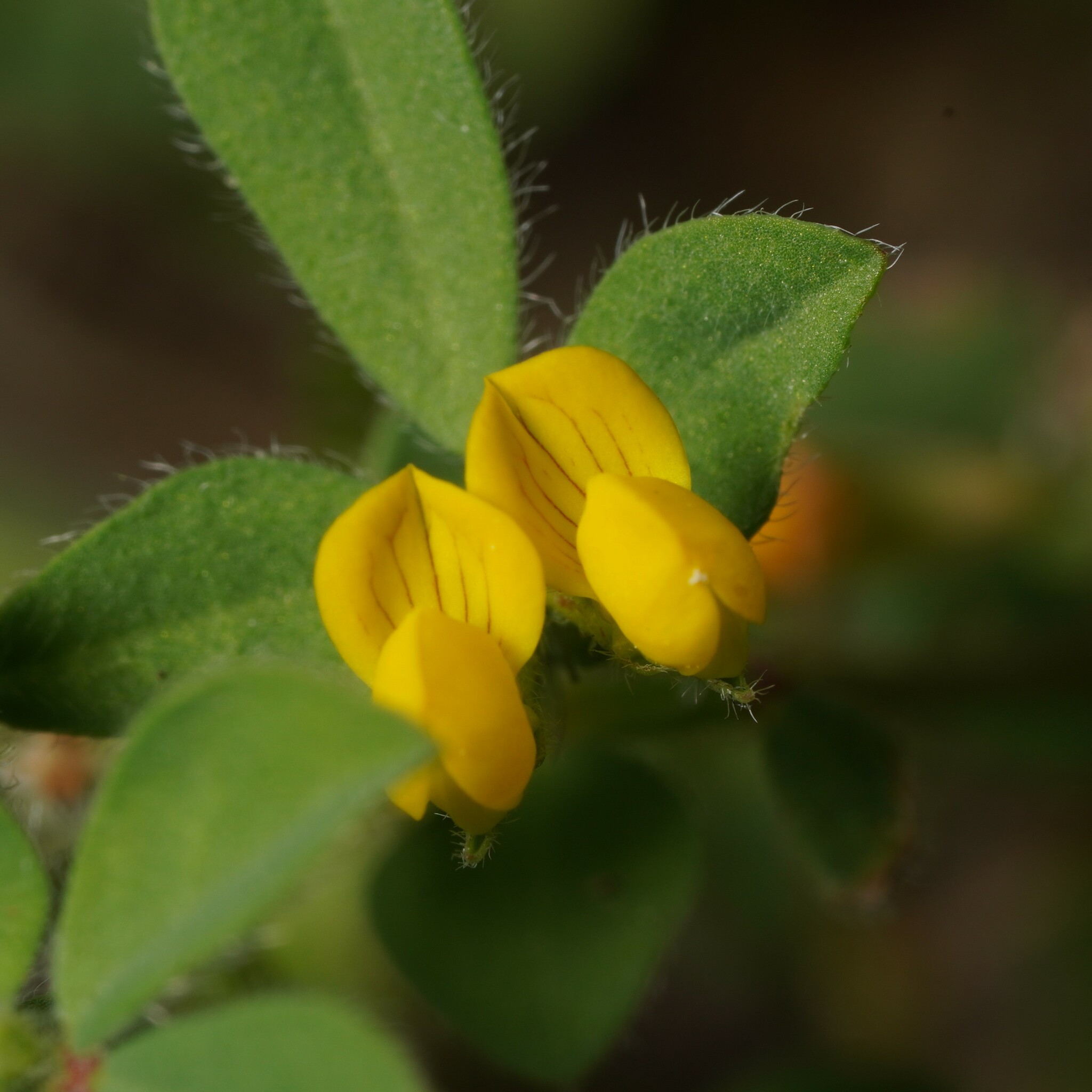 Lotus ornithopodioides L.